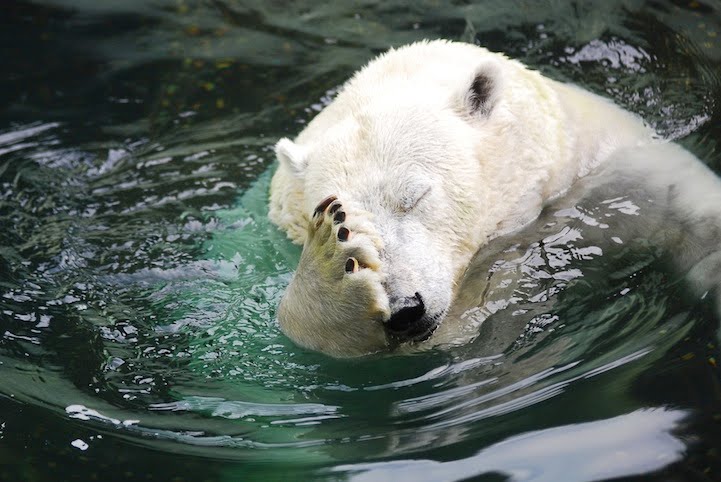 Animals having fun with water