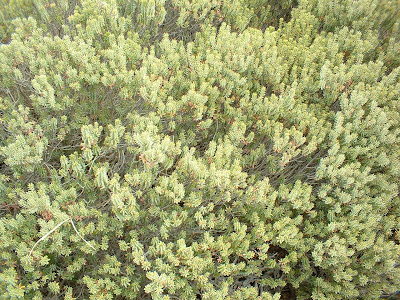 Camarinha | Plantas aromáticas, medicinais e condimentares