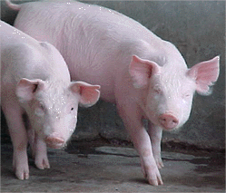 BIOLOGIA: La Gripe Porcina