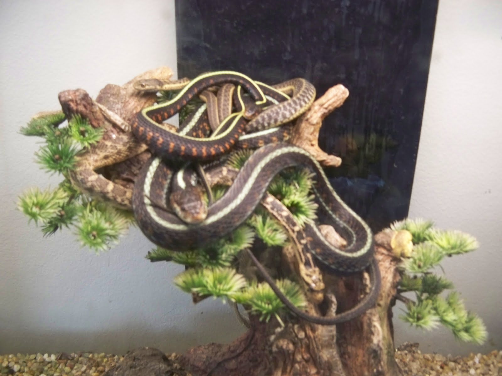 The Kennedy Family: Java the Hut