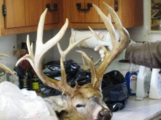 LIFE AND TIMES IN GASPORT, NEW YORK: 20 POINT BUCK TAKEN IN GASPORT