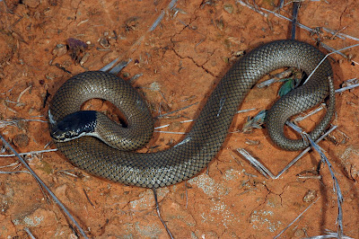 Tscharke Photography: SUTA SUTA