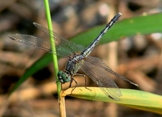 Stop Hushan Dam !: The Blue Percher Dragonfly