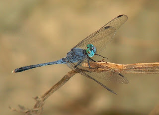 Stop Hushan Dam !: The Blue Percher Dragonfly