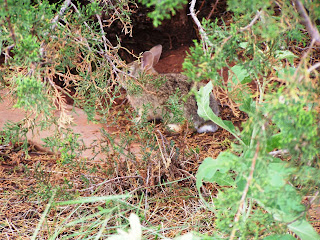 Graveyard Rabbit of Wichita County, Texas: Beaver Creek Cemetary ...