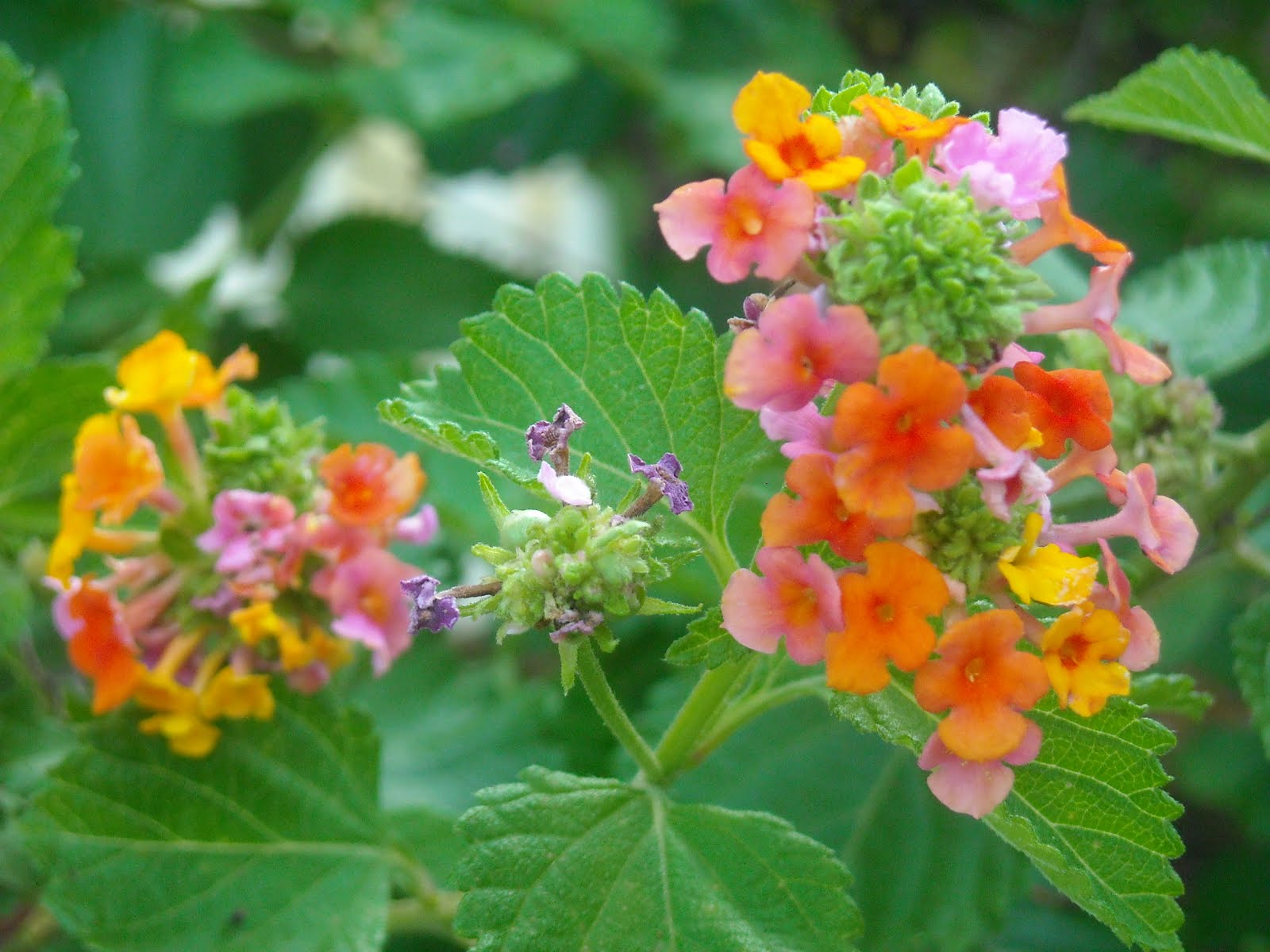 Paperlover123: OK, here is my second okra bloom (to my knowledge), and ...