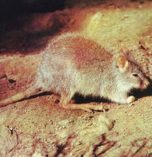 Marsupiais: CANGURU-RATO