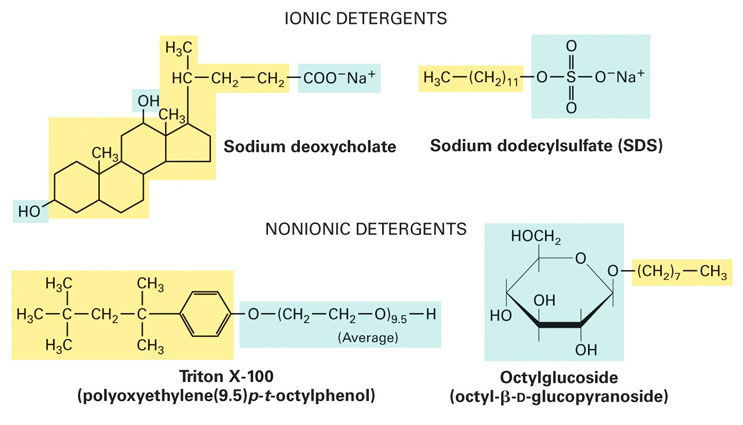 Chemistry in our daily life: WHATS IN OUR DETERGENT?? IS IT HARMFUL TO ...