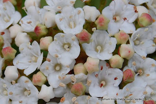 Hablando en verde: Durillo: Viburnum tinus