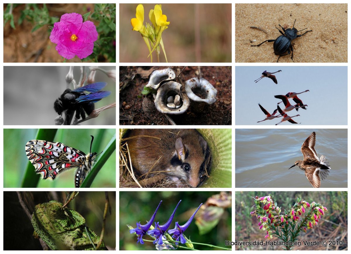 Hablando en verde: Biodiversidad