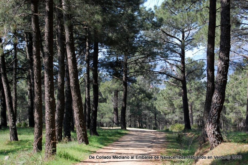 Hablando en verde: De Collado Mediano al embalse de Navacerrada