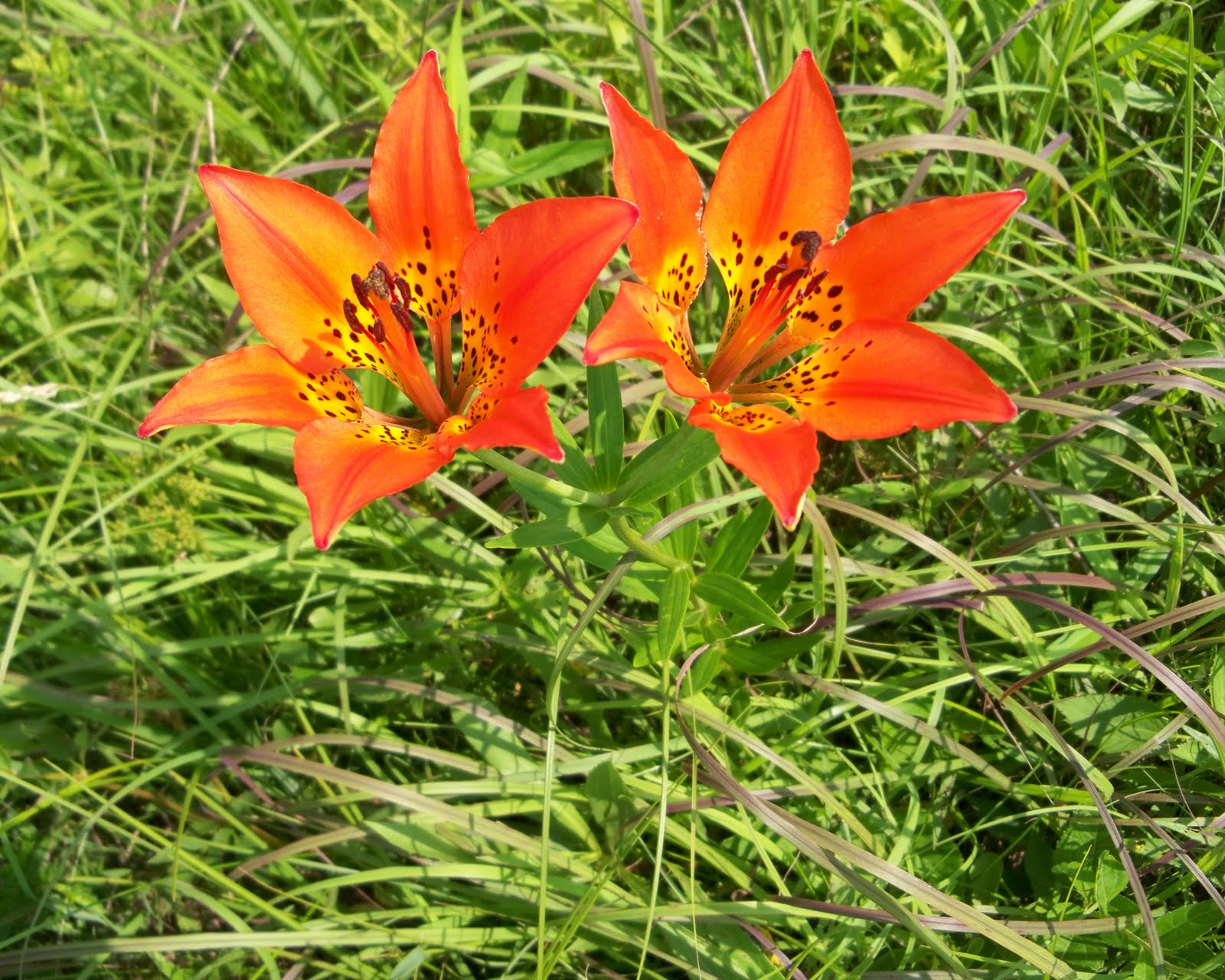 NATURE NOTES: June 2010