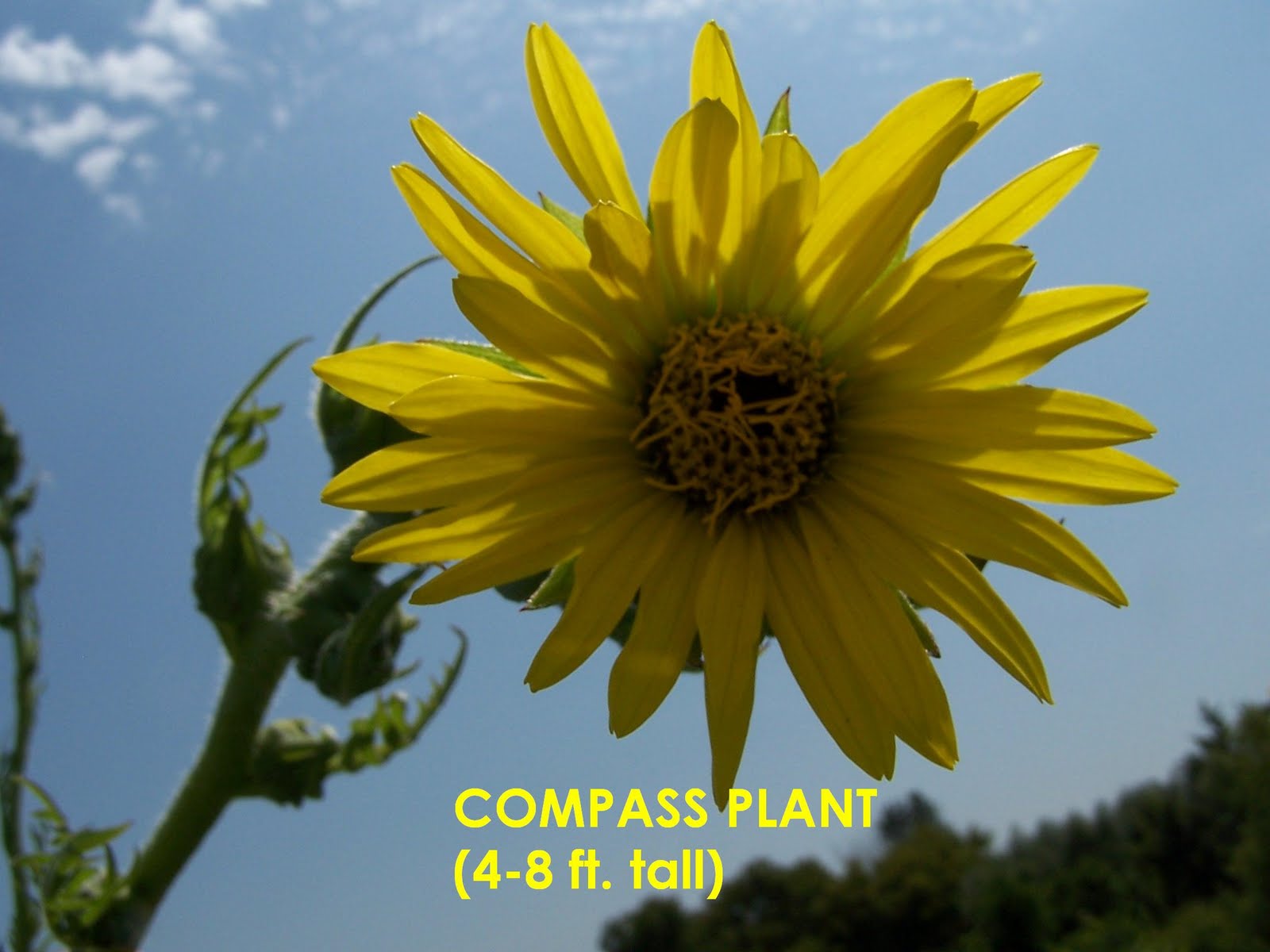 NATURE NOTES: July 2010
