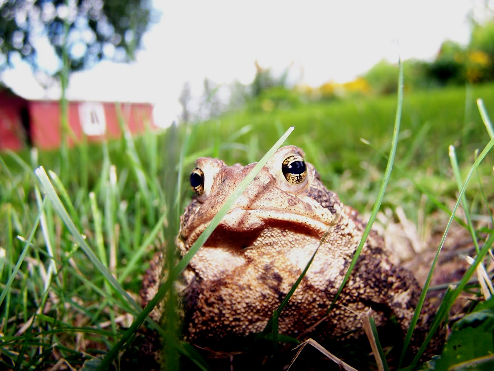 NATURE NOTES: October 2010