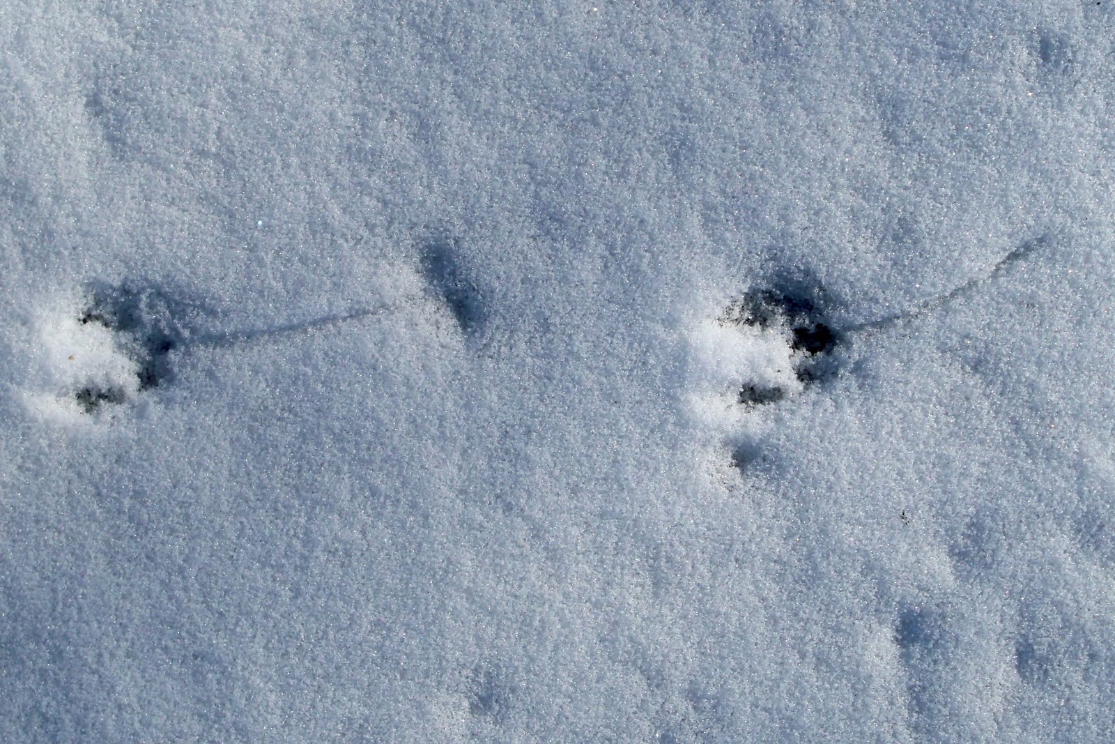 NATURE NOTES: February 2011