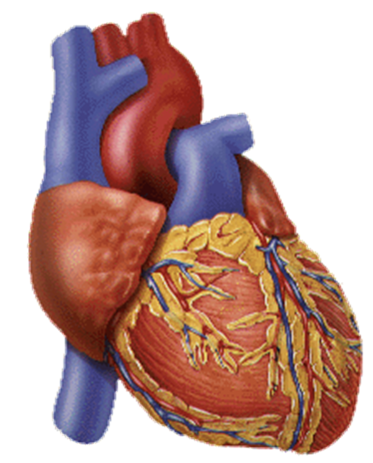 sistema tegumentario: SISTEMA CARDIOVASCULAR
