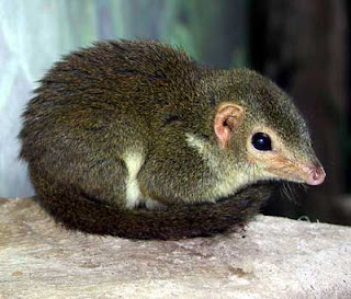 indoanimals: Sumatra Water Shrew