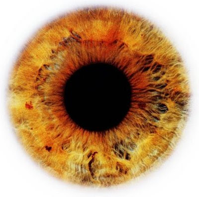 Human eye color chart