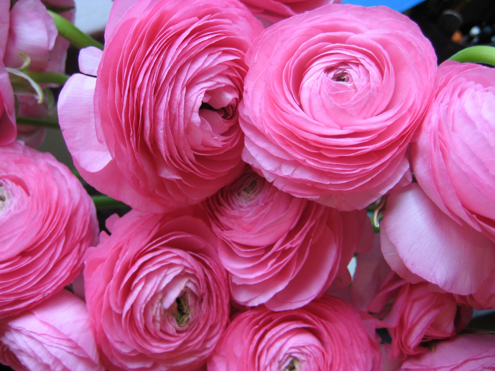 Pink Ranunculus