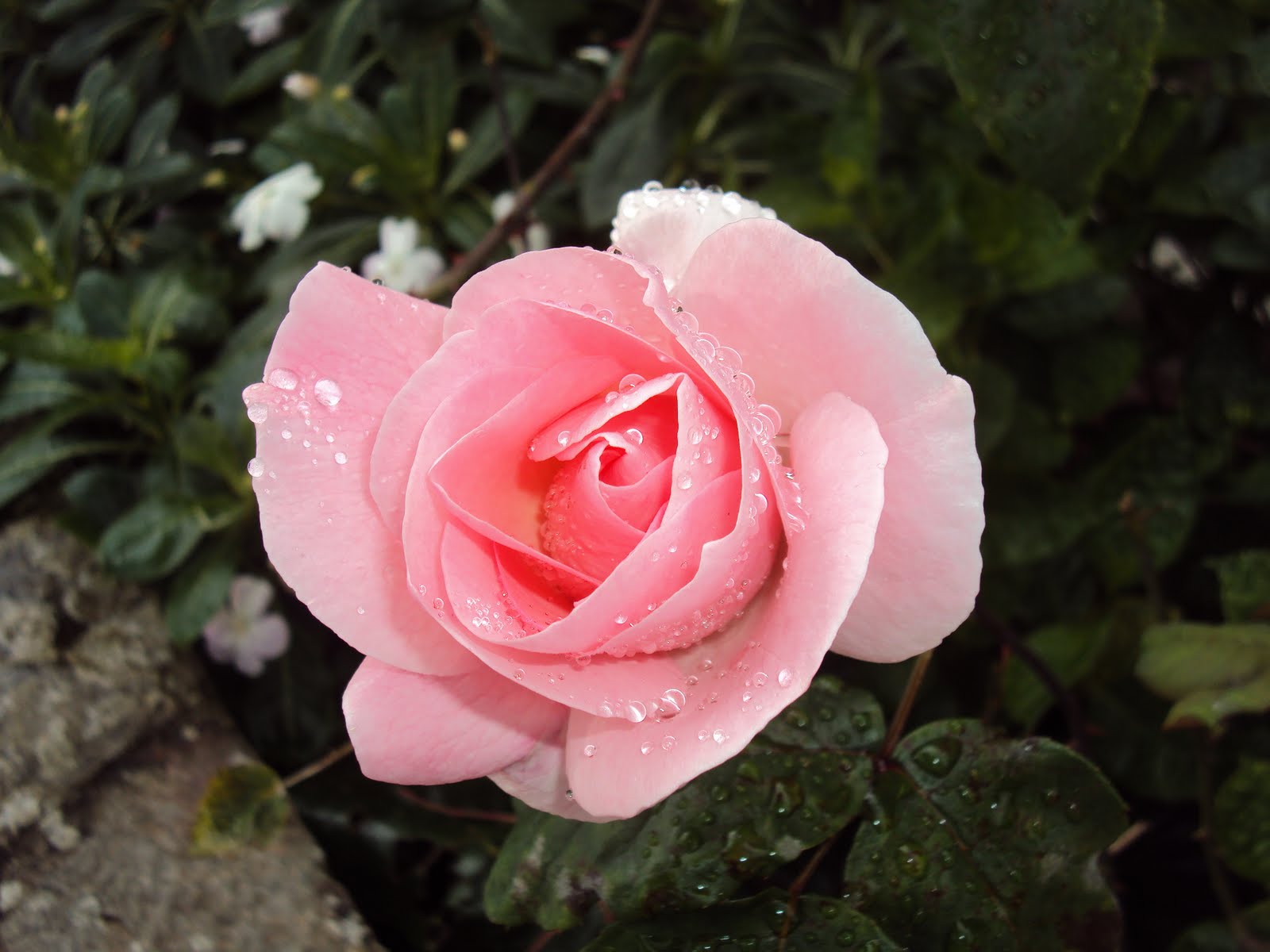 Simplesmente Blog: Mais uma rosa