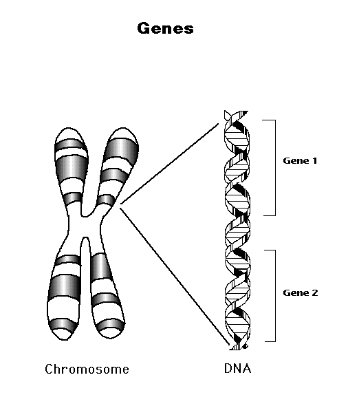 Learning with'Becky: Genetica, tecnología y sociedad.