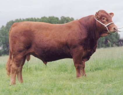 Gado | Características das raças do Gado de corte e de Leite