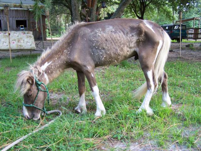 Two Tone Timmy - A Reason For Rehab