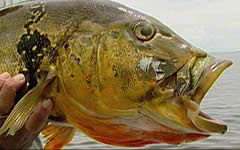 AquaBio: Tucunaré, peixe tolo