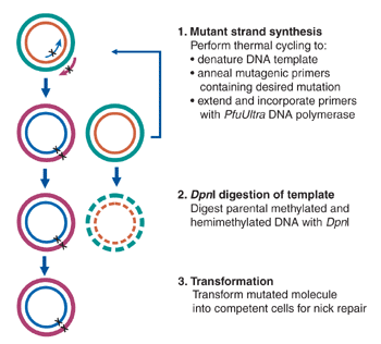 Portfolio and J-Term Research: Site-Directed Mutagenesis Technique