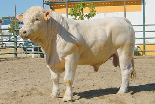 O Fazendeiro e Deus: Charolesa