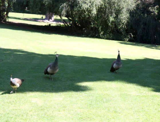 Blooming Rose Musings: Peacocks and Ze Plane!