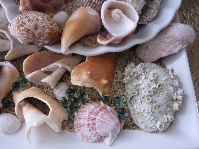 Blooming Rose Musings: Sanibel Shells