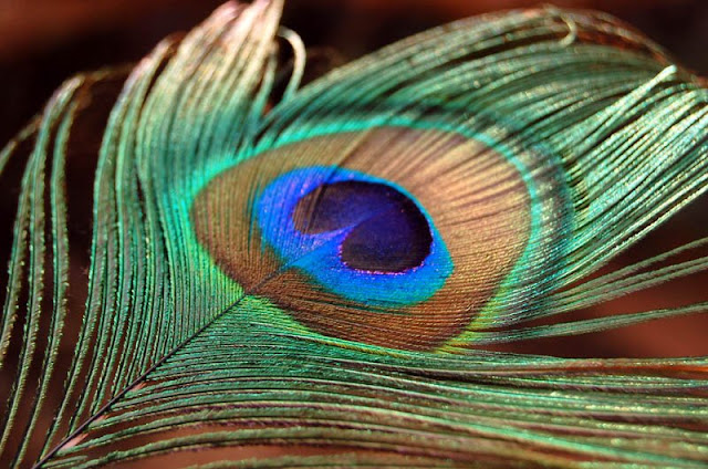 jinan sekhar photos: MAYILPEELI Peafowl Plumage (Peacock's Peafowl Plumage)