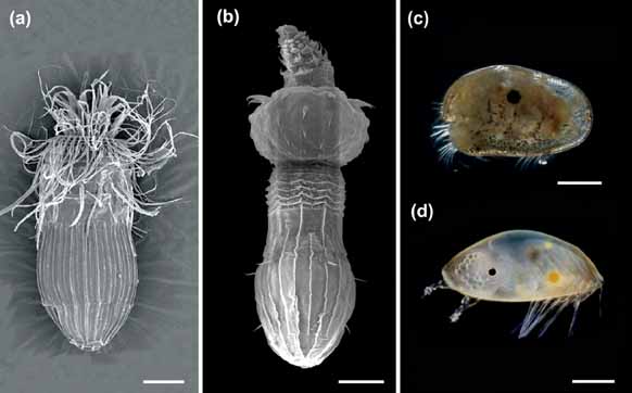 Skeptic Wonder: 05.2010
