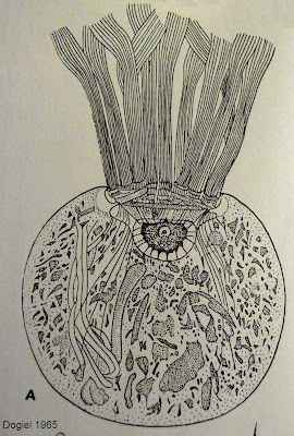 Skeptic Wonder: Sunday Protist - Kofoidia: Crowned by luriculae