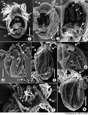 Skeptic Wonder: Latest in bizzare intestinal ciliates: Troglocorys cava ...
