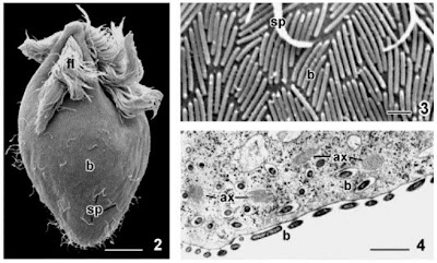 Skeptic Wonder: Mystery Micrograph #16