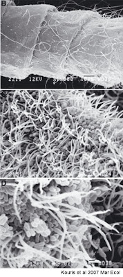 Skeptic Wonder: Sunday Protist -- Blue Mats of the deep sea ...