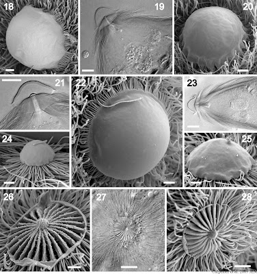 Skeptic Wonder: "Sunday" Protist - Trichonympha returns!