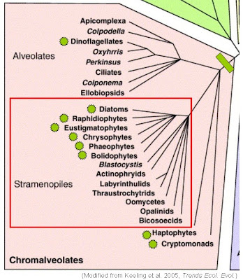 Skeptic Wonder: 'Crhaptophytes' and the Chromalveolate Hypothesis