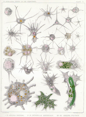 Skeptic Wonder: Heterolobosea I: Eruptive amoebae, a preview