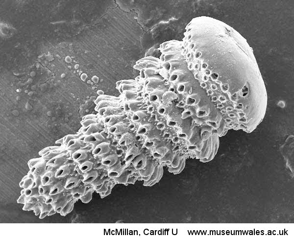 Skeptic Wonder: Sunday Protist - Assorted forams