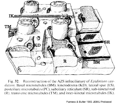Skeptic Wonder: Sunday Protist - Litostomatea: rumen ciliates with ...