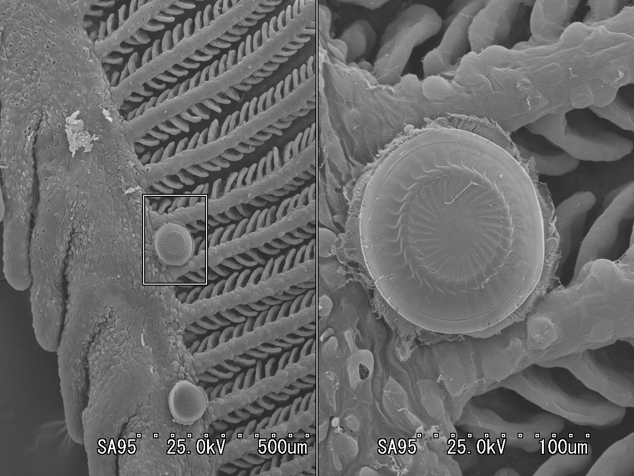 Skeptic Wonder: Sunday Protist - Assorted oddballs