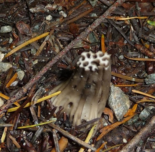 Skeptic Wonder: 11.2010