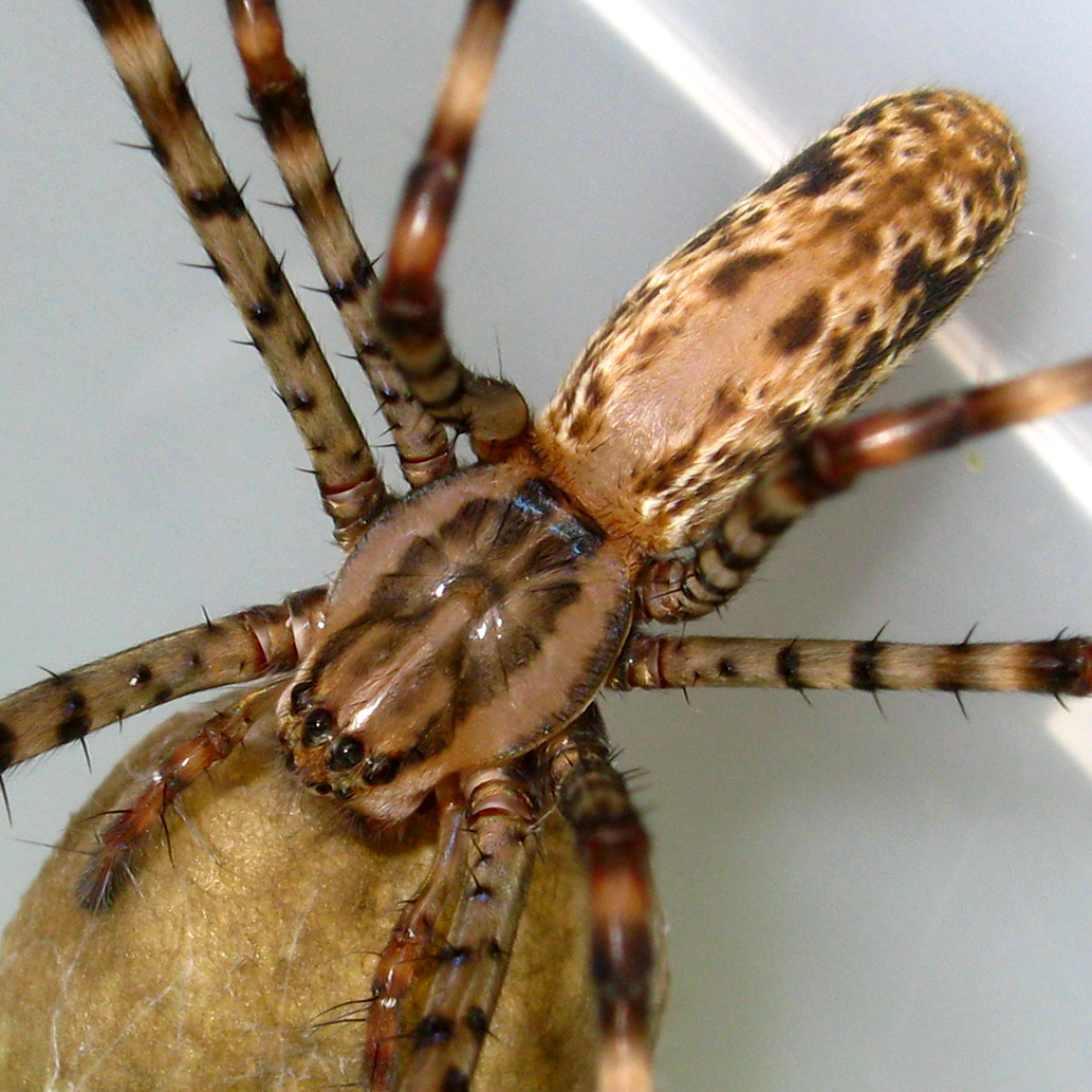 Exploring the Endangered Wonders: Cave Spider : A caring mother ...