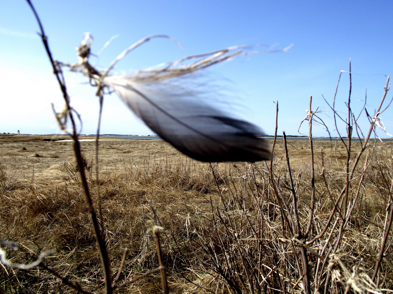 SUSIE'S SANCTUARY: FEATHERS IN THE WIND