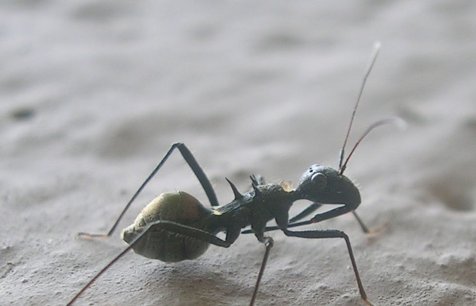 Catching Flies: Why look like an ant?