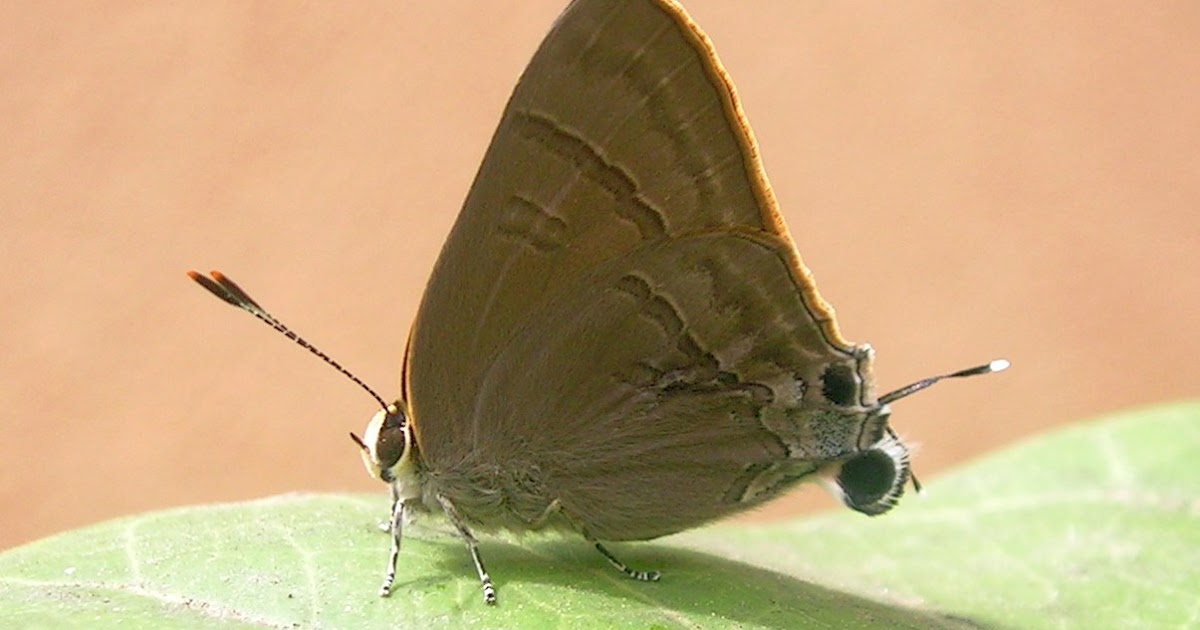 Catching Flies: The twisted tale of the Lycaenid