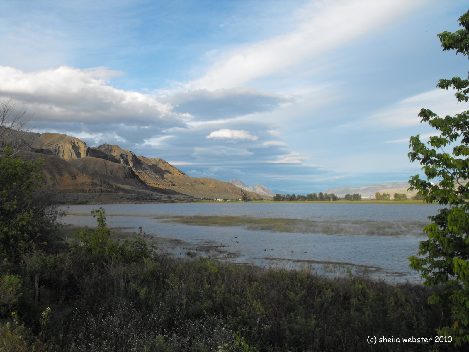 we-love-kamloops: Tranquille Wildlife Management Area ~ Herons ...